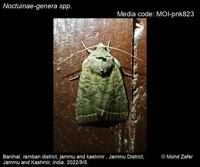 Noctuinae-genera spp. | Moths